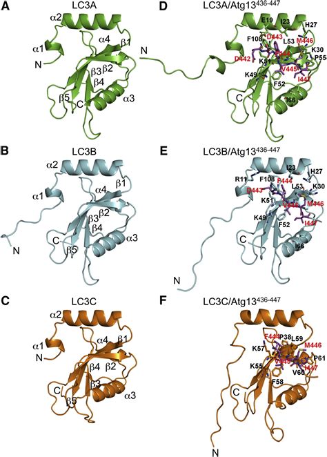 Structural Basis Of The Autophagy Related Lc3atg13 Lir Complex