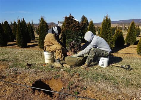 Landscape Trees And Shrubs How Root Ball Size Relates To Success