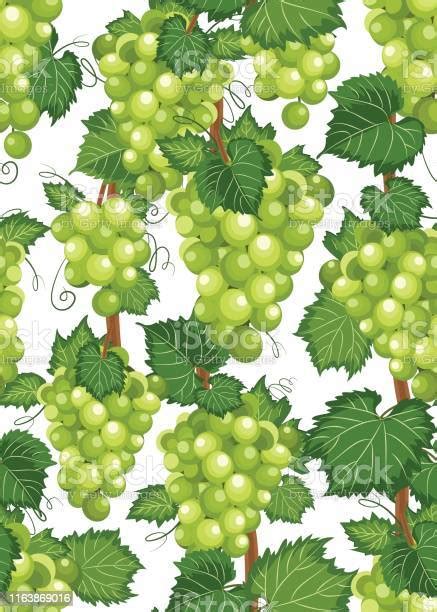 포도 포도 나무 원활한 패턴과 흰색 배경에 잎 신선한 유기농 식품 화이트 포도 무리 패턴 배경 과일 벡터 그림 0명에 대한 스톡 벡터 아트 및 기타 이미지 Istock