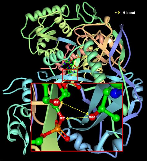 The Structure Of A Protein Rna Complex Pdb Id 4f3t The Enlarged Box Download Scientific