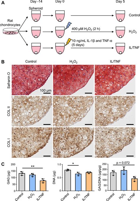 Degradation Of The Cartilage Extracellular Matrix A Experimental Download Scientific Diagram