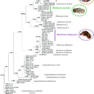 Bayesian Phylogenetic Tree Based On The Concatenated And Partitioned Download Scientific
