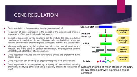 Gene Expression And Its Regulationpptx Chemistry Science