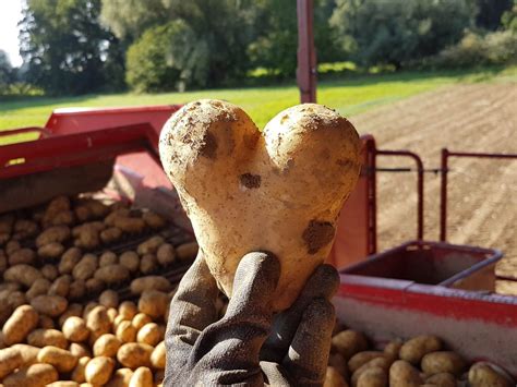 Kartoffelanbau Bauernladen Grüner Hof