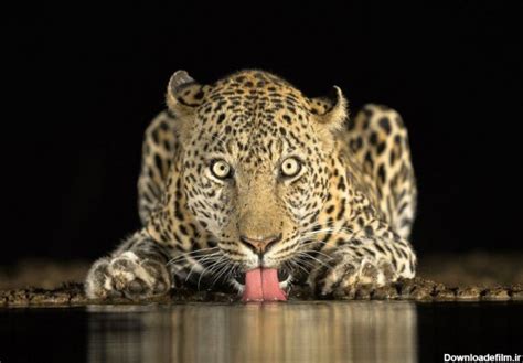 عکس های حمید پلنگ لات زنجان