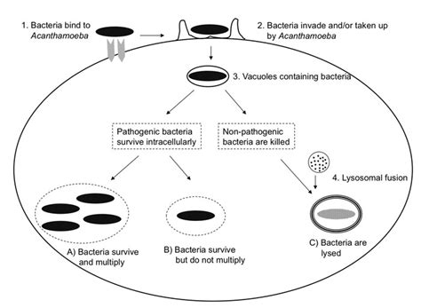 Acanthamoeba Figure