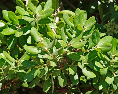 Gardensonline Metrosideros Excelsa