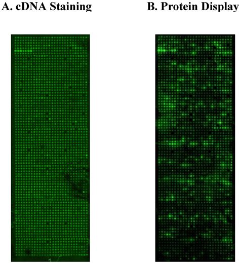 Microarrays Free Full Text NAPPA As A Real New Method For Protein Microarray Generation
