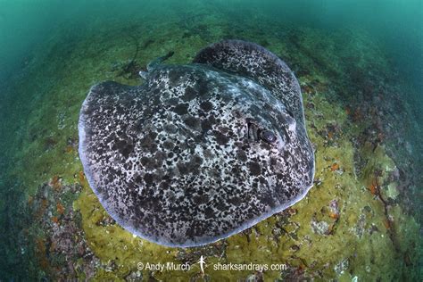 Blotched Fantail Ray 036 Sharks And Rays