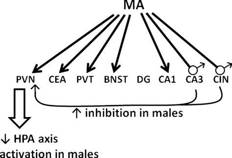 Sex Differences In Activation Of The Hypothalamicpituitaryadrenal