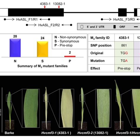 Functional Validation Of Hvcmf3 By Tilling And Allelism Test A Download Scientific Diagram