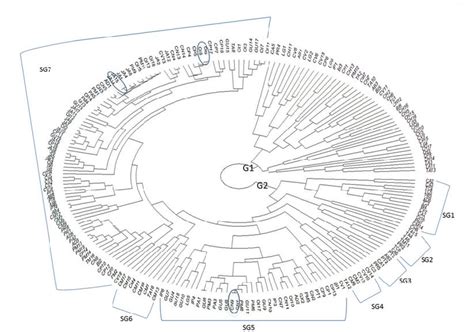 Dendrogram Of The 213 Individuals That Compose The Mangaba Genebank Download Scientific Diagram