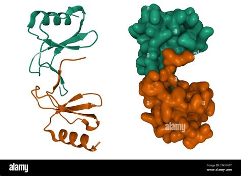 Structure Of Cc Chemokine Ligand 5 Ccl5 Dimer 3d Cartoon And Gaussian Surface Models With