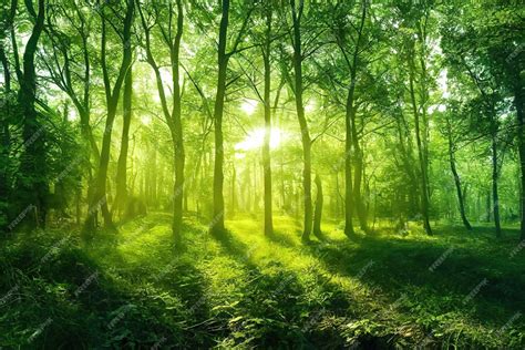 Premium Photo Sunny Morning In A Green Forest Tall Trees Bushes A