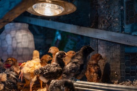 Building And Using A Chicken Brooder A Comprehensive Guide Kalmbach