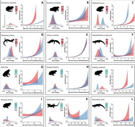 Sex Related Differences In Aging Rate Are Associated With Sex