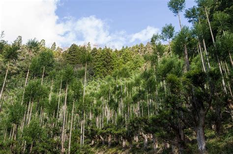 A Japanese Forestry Technique Prunes Upper Branches To Create A Tree