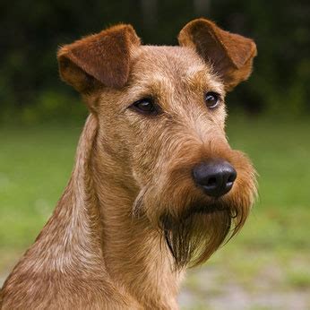Heideterrier Charakter Wesen Erziehung Haltung Hunde Fande