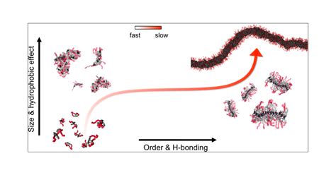 From Cooperative Self Assembly To Water Soluble Supramolecular Polymers Using Coarse Grained