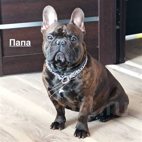 Французский бульдог щенок в наличии Цена 1₽ в Уссурийске