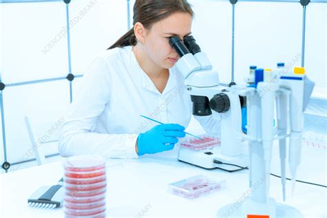 Scientist Analysing Well Plate With Microscope Stock Image F042 4647 Science Photo Library