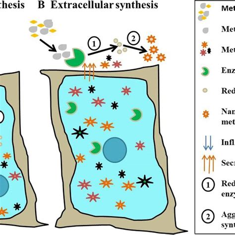 Trichoderma Species Based Intra Cellular And Extracellular Synthesis Of