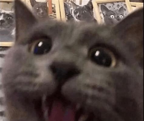 Happy Cat Happy Cat Face Meme Happy Cat Happy Cat Face Discover
