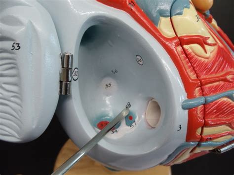 Anatomy Lab Quiz 4 Flashcards Quizlet