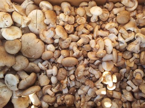 Талын болон уулын цагаан мөөг