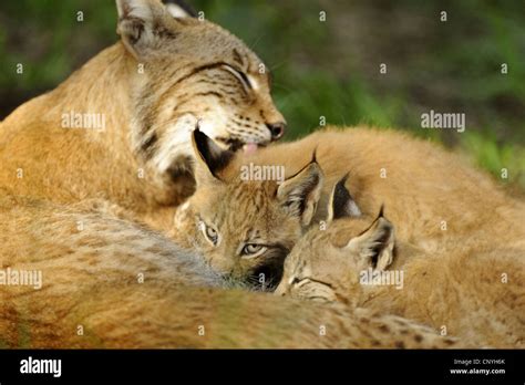 Northern Lynx Lynx Lynx Lynx Mother Lynx Licking Her Kitten Germany