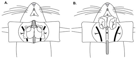 Murine Salivary Functional Assessment Via Pilocarpine Stimulation Following Fractionated