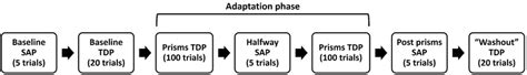 Depicts The Sequence Of Events For One Run Of Prism Adaptation The Download Scientific Diagram