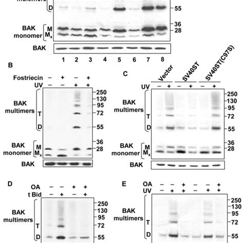 Proposed Model Of Bak Multimerization Integrating Dephosphorylation