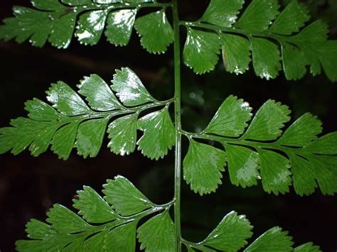 Asplenium Aspleniaceae
