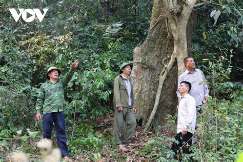 Bảo tồn, phát huy giá trị lịch sử Rừng Đại tướng Võ Nguyên Giáp