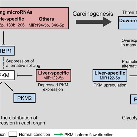 Regulation Of Polypyrimidine Tract‐binding Protein 1 Ptbp1 And Download Scientific Diagram