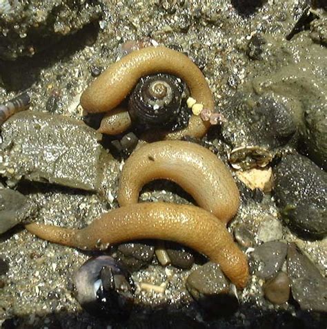 The Sipuncula Or Sipunculida Is A Group Containing 144320 Species Of Bilaterally Symmetrical