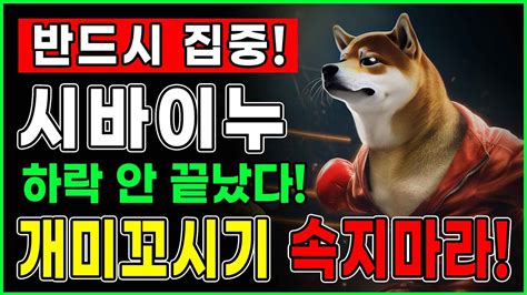 집중 시바이누 하락 안 끝났다 개미꼬시기 속지마라 시바이누 시바이누전망 Youtube