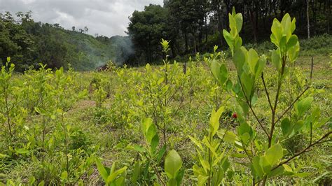 Hoja De Coca En México La Sedena Ha Hallado Hasta Ahora 107 Plantíos En Guerrero Y Michoacán