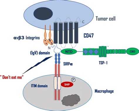 Unlocking Cd47 Immune Regulation And Cancers Achilles Heel