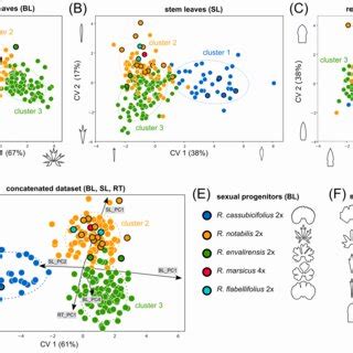 Morphological Variation Among Sexual Progenitors And Polyploid Download Scientific Diagram