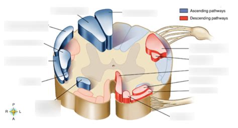 Spinal Cord Anatomy Ascending And Descending Pathways Diagram Quizlet