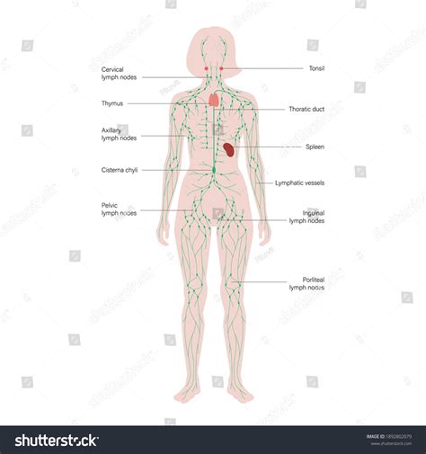 Lymphatic System Concept Lymph Nodes Ducts Stock Vector Royalty Free 1892802079 Shutterstock