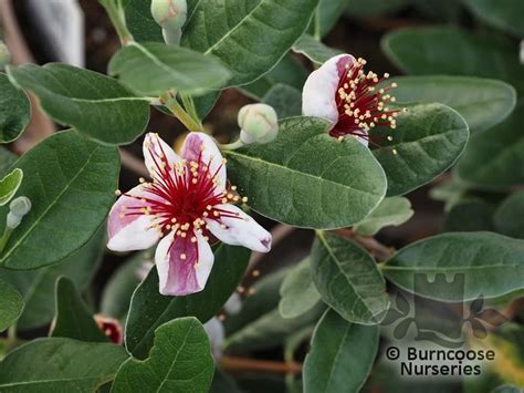 Acca Sellowiana From Burncoose Nurseries