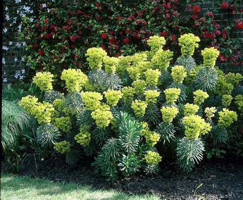 Euphorbia Characias Ssp Wulfenii Plants Euphorbia Planting Flowers