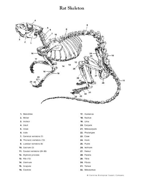 Rat Diagram 1 Diagram Quizlet