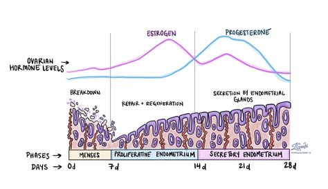 Proliferative Endometrium Mypathologyreport Ca