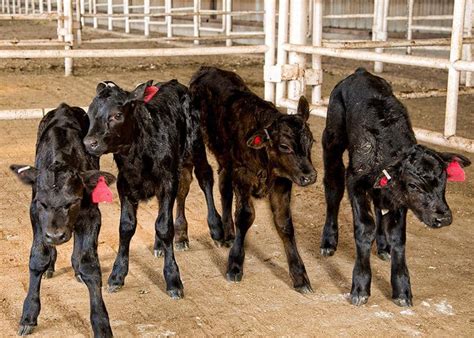 Redefining Beef On Dairy EDairy News English