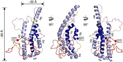 All Atom Model Of Full Length Lipid Free Monomeric Apoa I The Final