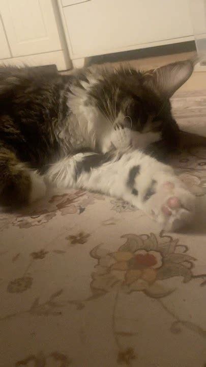 고양이 급발진 깜놀 저녁먹고 컨디션 안좋았어서… Youtube